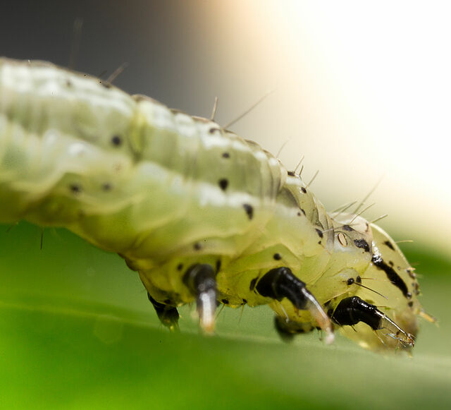 Larver - biologisk bekämpning, skador och livscykel