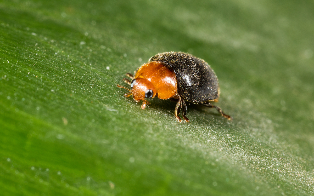 Cryptobug | Koppert Produkter