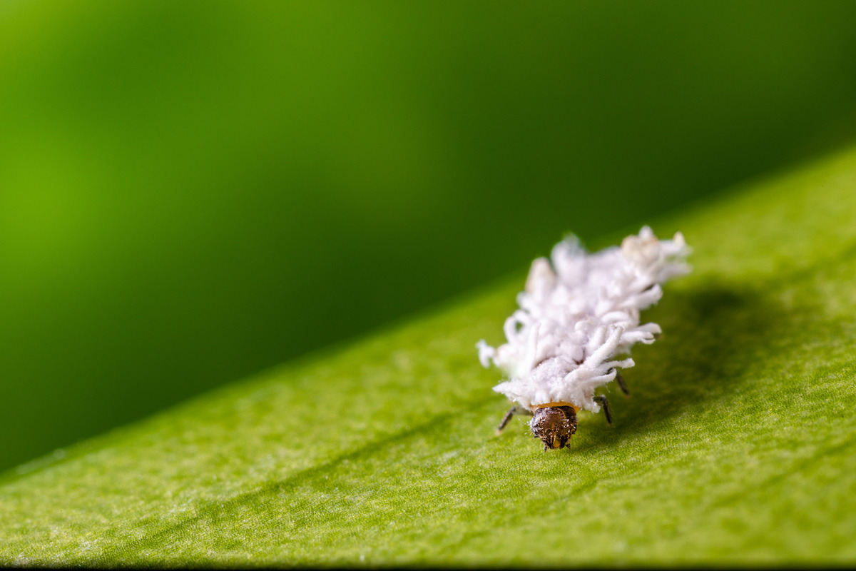 Cryptobug-L | Koppert Produkter