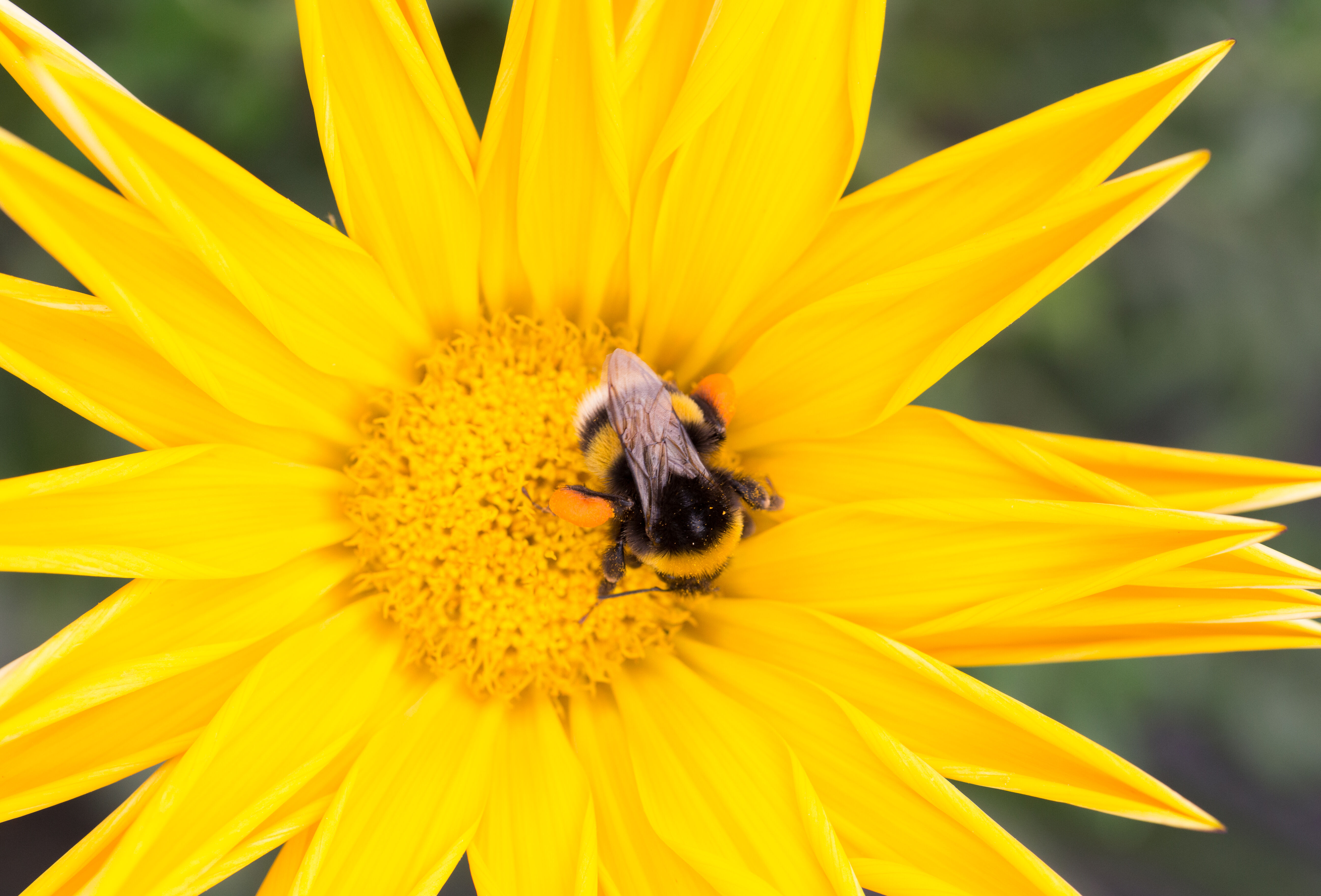 Hur man skyddar humlor från värme - Bästa praxis för pollinering
